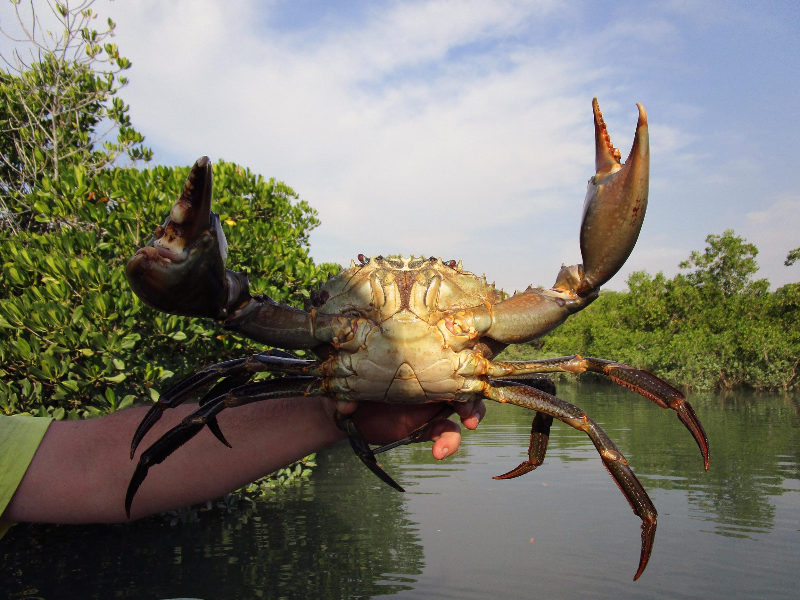 Catch and cook wild mud crabs: Tips for the ultimate tropical feast ...