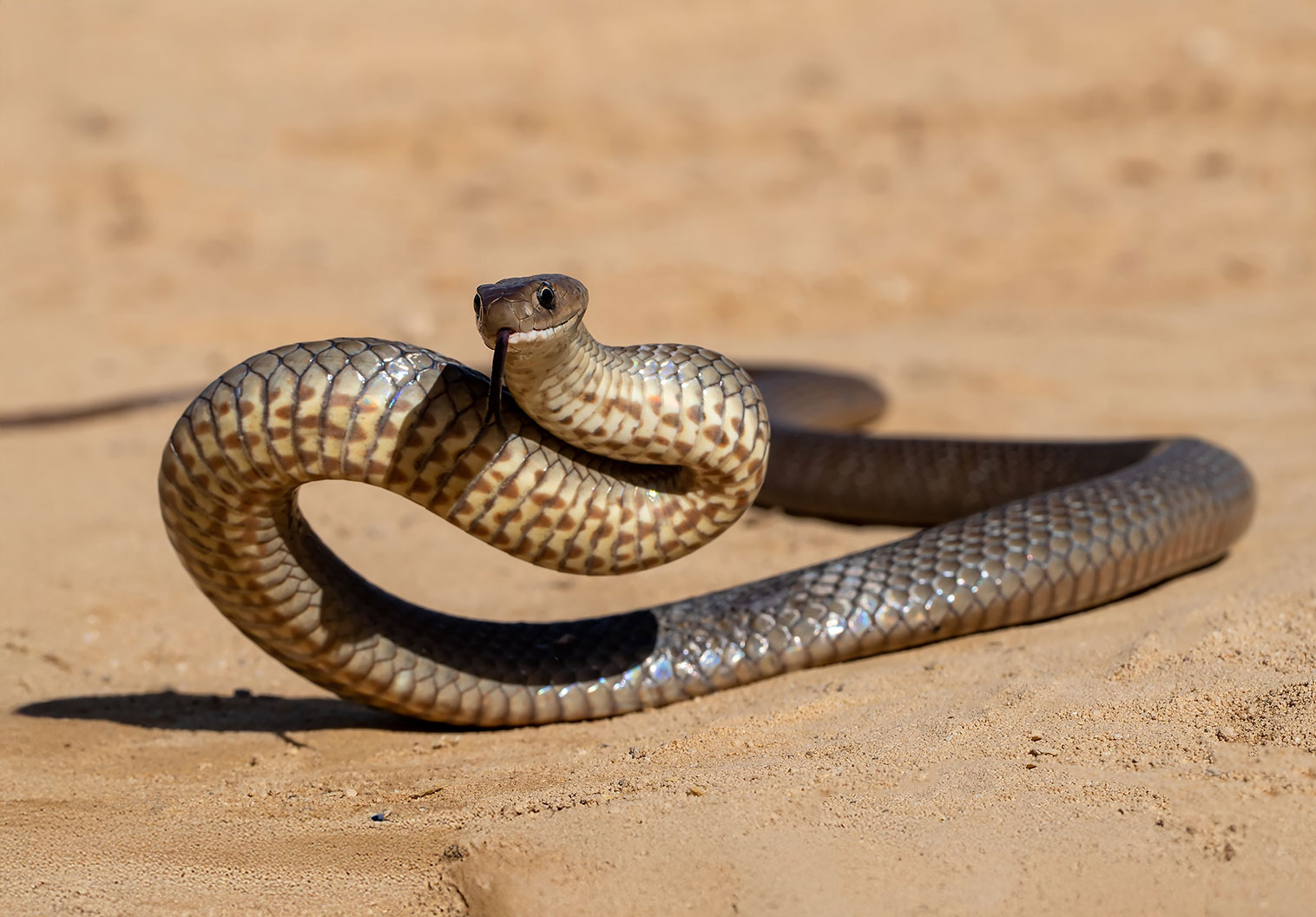 Most venomous snakes in Australia