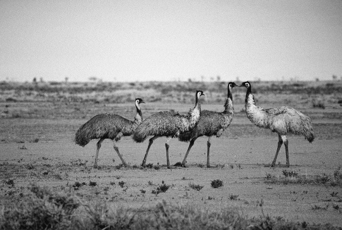 The Great Emu War (1932): When Australia lost a ‘war’ to birds - Great ...