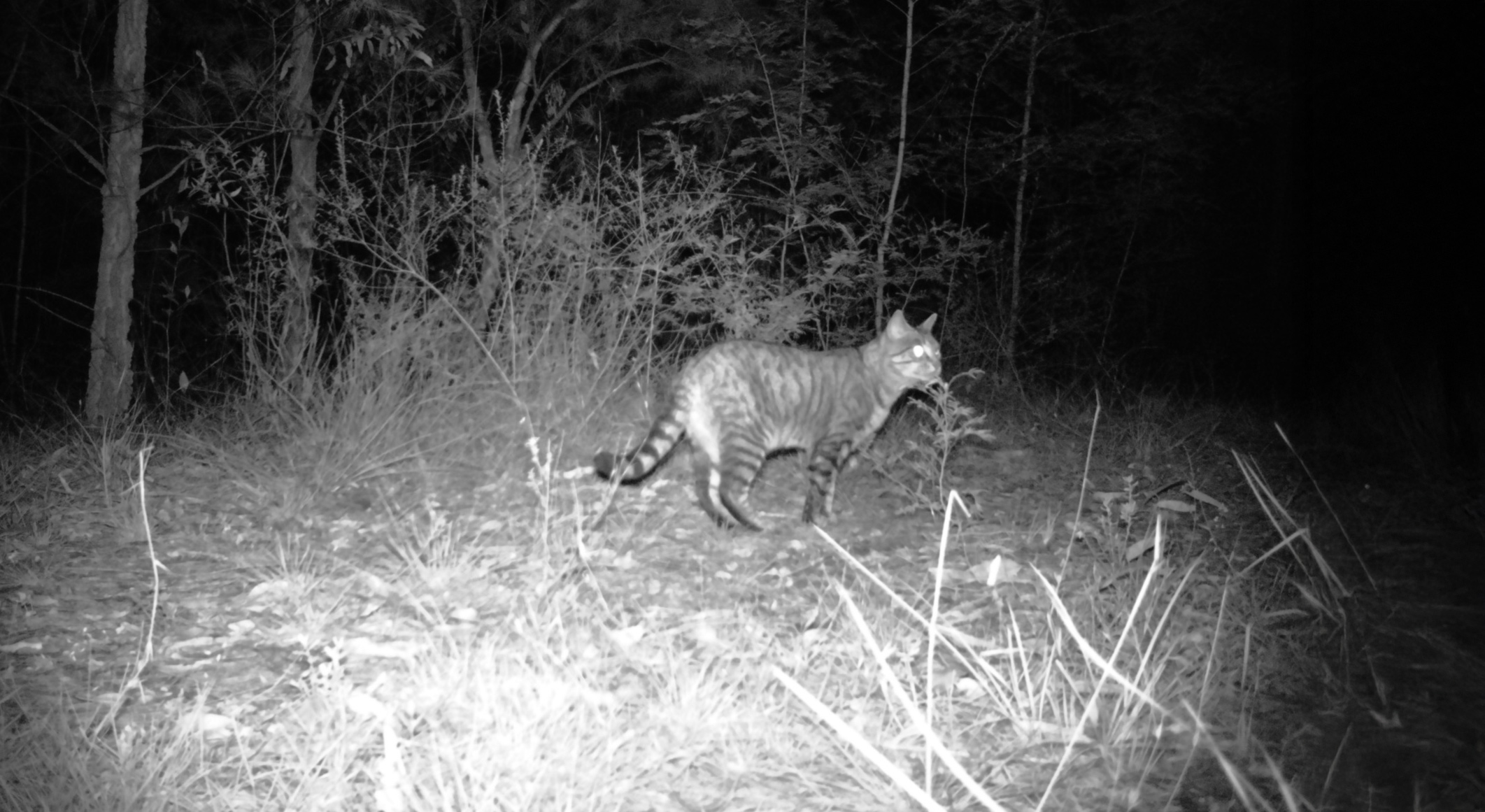 Eradicating Feral Cats on Kangaroo Island: Drones, Dogs and AI
